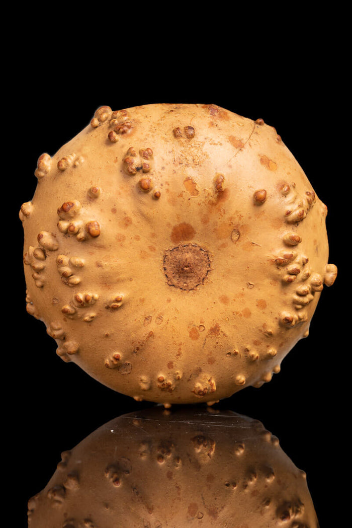 Huichol Bead Art Gourds Paintings Masks & More by this Mexican Indian ...